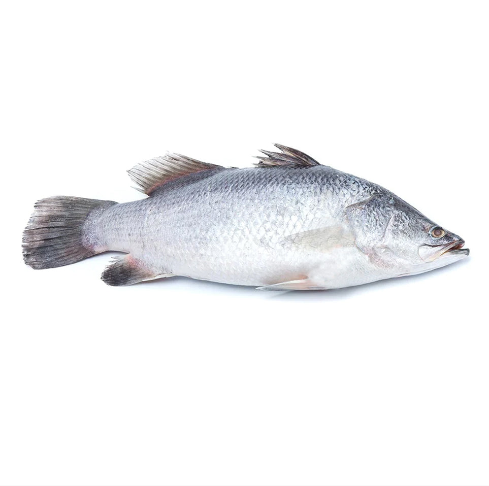 FRESH & IQF FISH – SOUTHERN ROCK SEAFOOD