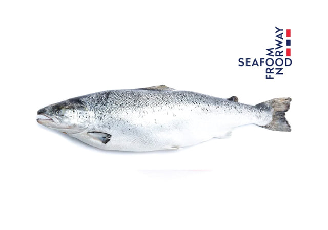 Fresh Atlantic Salmon (Norway) – Premium Sashimi Grade Whole Fish ...