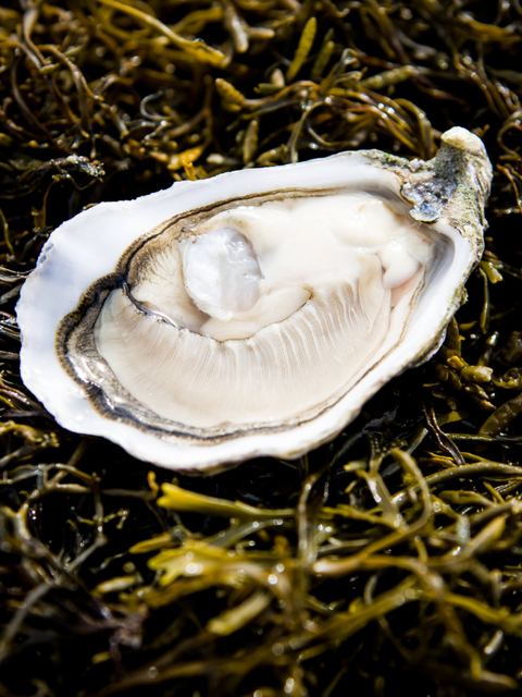 SHUCKED MENU W CITY OUG – SOUTHERN ROCK SEAFOOD
