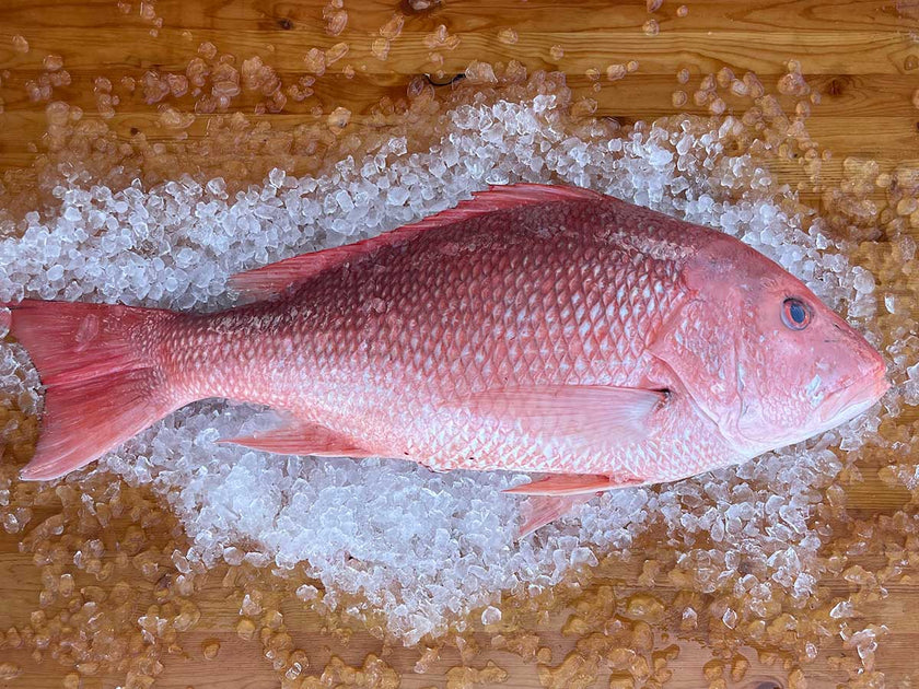 Snapper, Whole, 4.5kg +-, Malaysia – SOUTHERN ROCK SEAFOOD